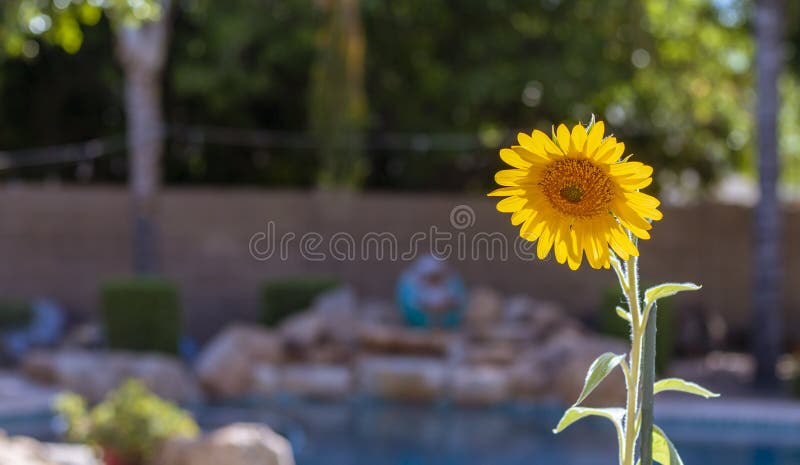 Sunflower and the pool stock image. Image of house, natural - 175045259