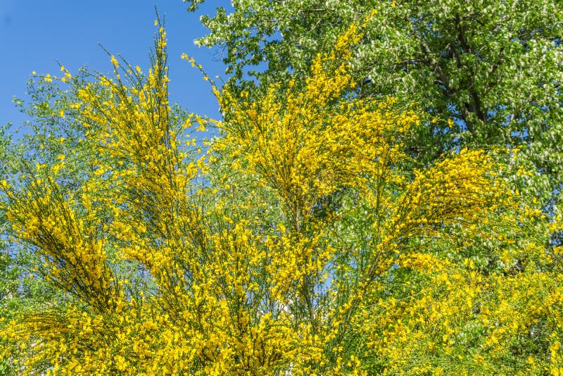 Brilliant Yellow Tree Flowers Stock Photo - Image of spring, yellow ...