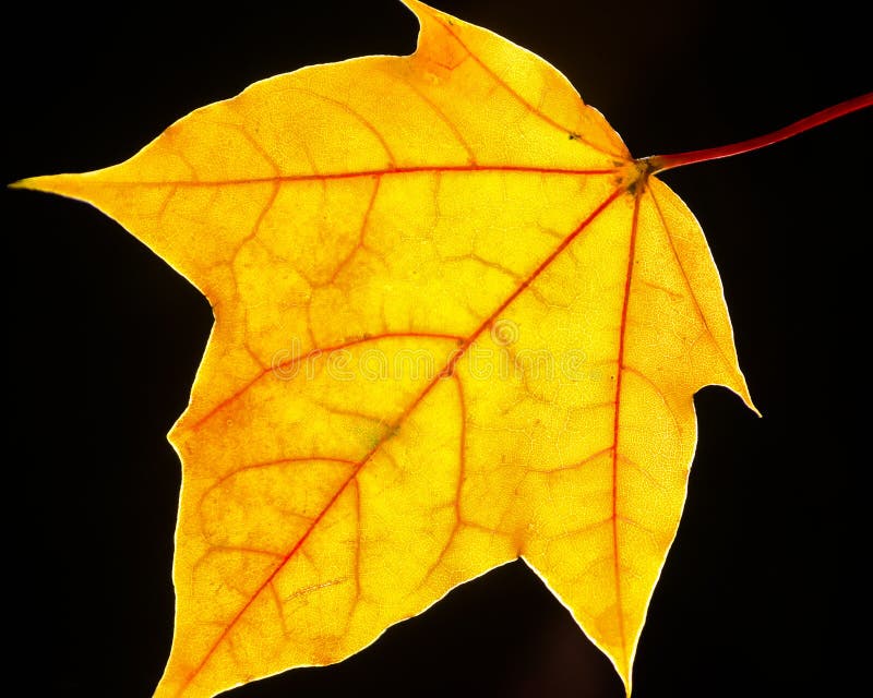 Brilliant Yellow stock photo. Image of macros, leaf, fall - 43543118