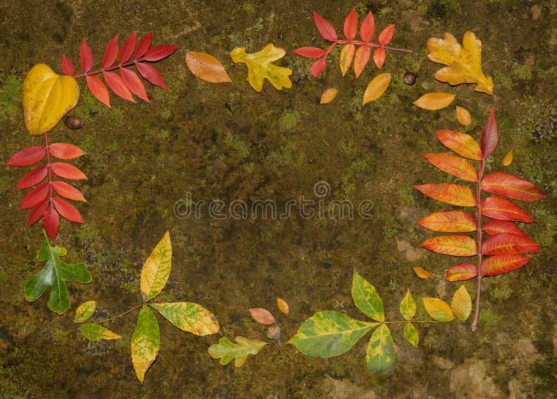 Brilliantly Colored Fall Leaves Arranged in the Shape of a Frame on Top ...
