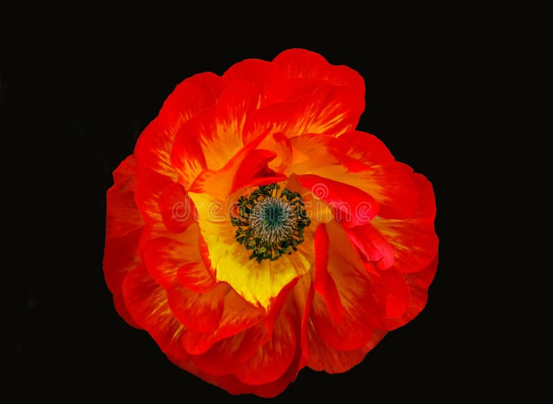 A Brilliantly Red Ranunculus Flower Stock Image - Image of vibrant ...