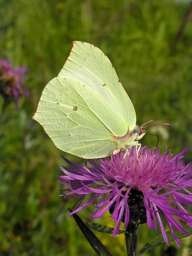 Brimstone stock image. Image of animal, wildlife, butterfly - 182693