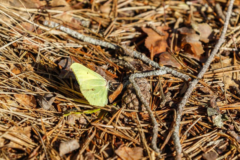 Brimstone Butterfly Sitting on the Ground a Spring Day Stock Photo ...