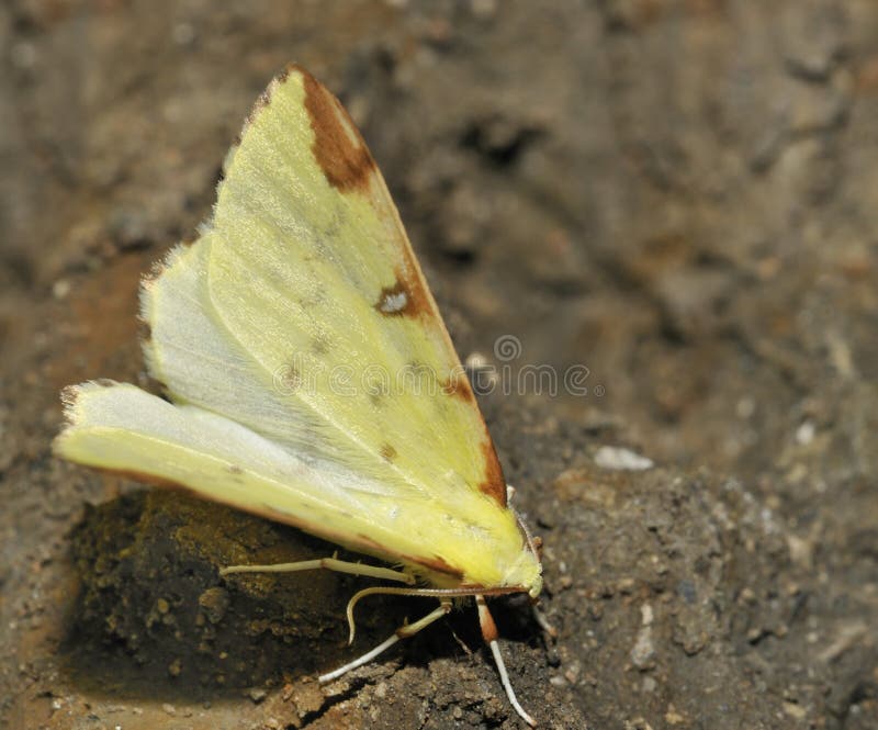 Brimstone Moth stock image. Image of england, moth, british - 33334481