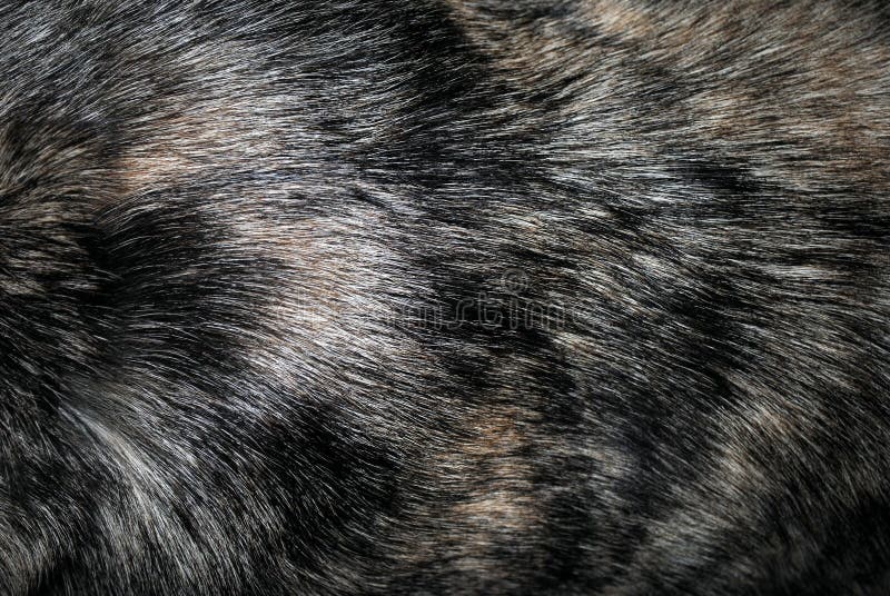 4,115 Dog Fur Texture Stock Photos - Free & Royalty-Free Stock Photos ...