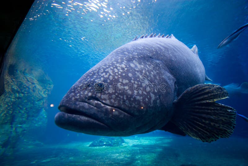 Brindle bass closeup stock photo. Image of fish, aquatic - 14784438