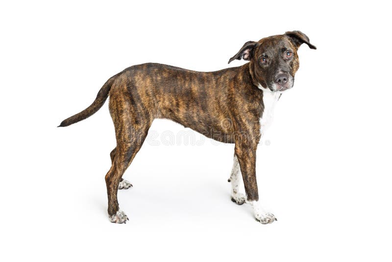 Brindle Boxer Dog Looking Forward Stock Photo - Image of white, brindle ...