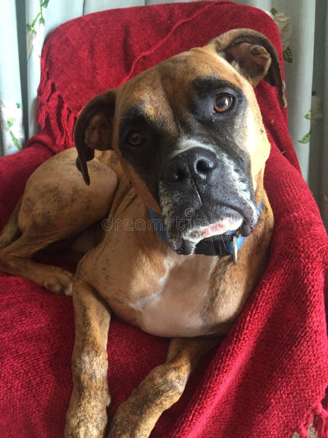 Brindle Boxer stock photo. Image of blanket, lying, brownish - 78441154