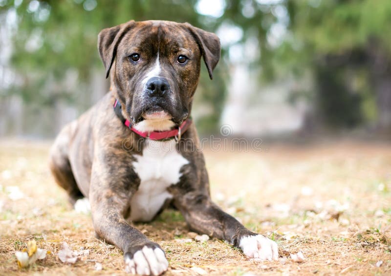 A Brindle Boxer Mixed Breed Dog Lying Down Stock Image - Image of ...