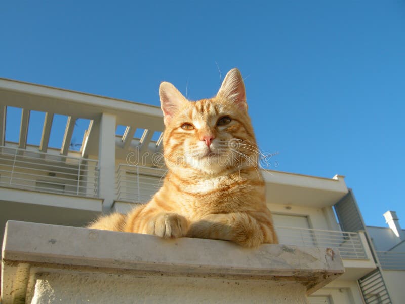 Brindle colored cat stock photo. Image of closeup, outdoors - 11579544