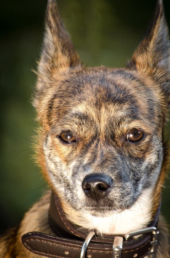 Brindle dog stock photo. Image of breed, small, face - 41165288