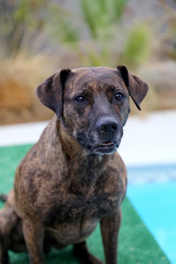Brindle Dog Smiling and Posing for Portrait Stock Image - Image of ...