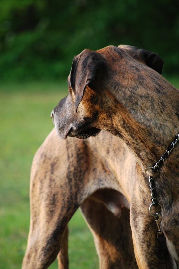 Brindle great dane stock image. Image of dane, brindle - 9574215