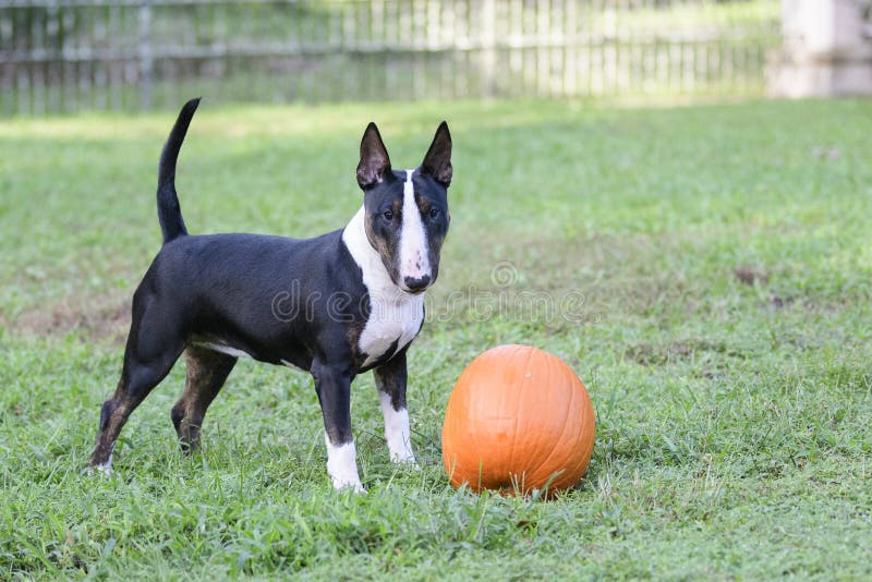 Brindle Mini Bull Terrier with Her Pumpkin Stock Photo - Image of ...