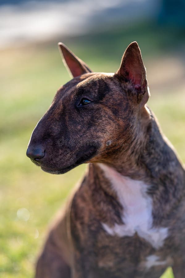 Brindle Mini Bull Terrier in an Natural Light Portrait Stock Photo ...