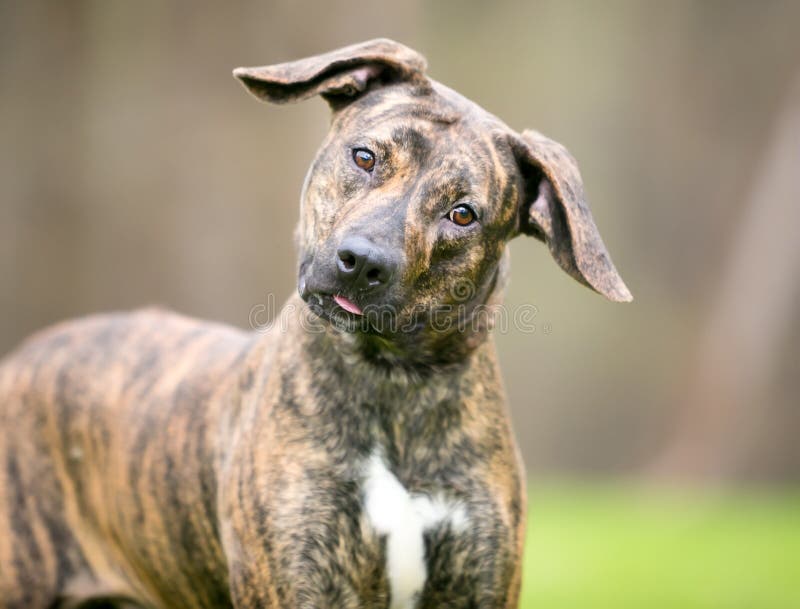 A Brindle Mixed Breed Dog Listening with a Head Tilt Stock Image ...