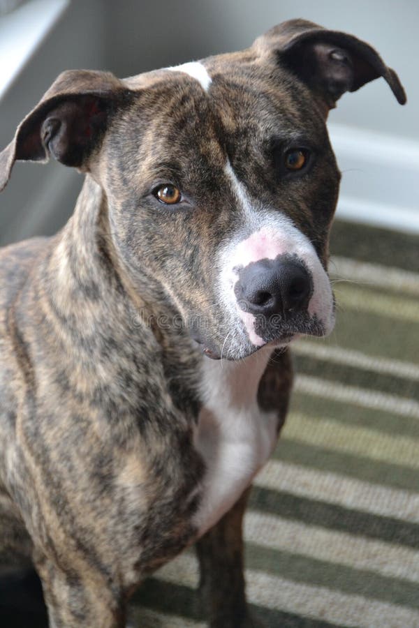 Brindle Pit Bull Mix Sitting Stock Image - Image of terrier, bull ...