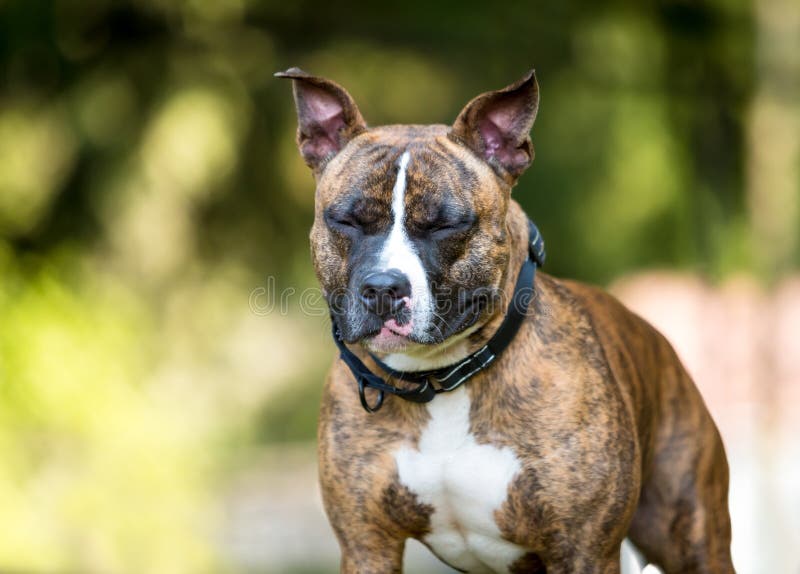 A Brindle Pit Bull Terrier Dog Blinking Stock Image - Image of bull ...