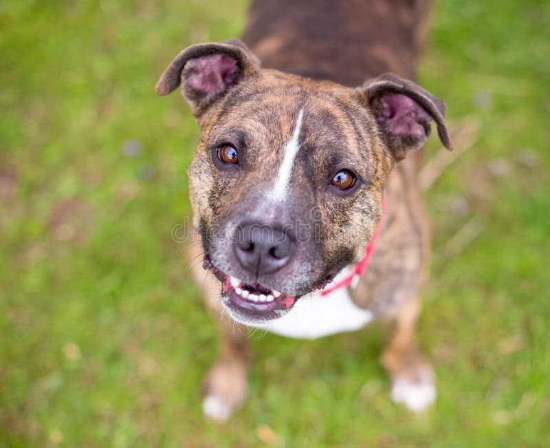 A Brindle Pit Bull Terrier Mixed Breed Dog with a Happy Expression ...