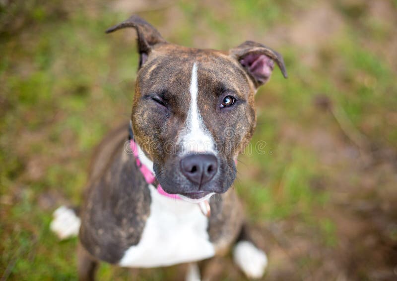 A Brindle Pit Bull Terrier Mixed Breed Dog Looking Up and Winking Stock ...