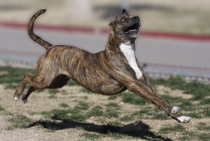 Brindle Pitbull Running through the Park Stock Photo - Image of ...