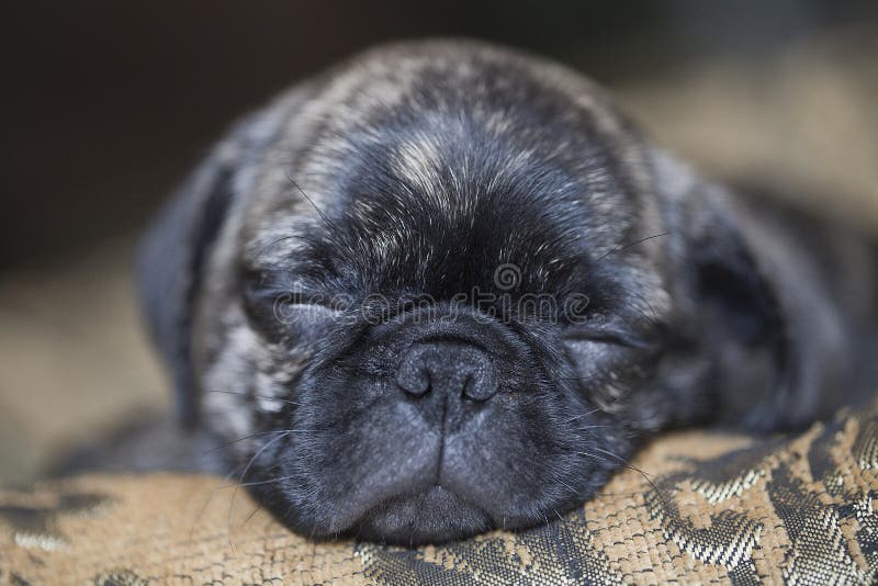 Brindle pug stock image. Image of animal, cozy, puppy - 89463409