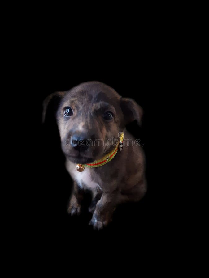 Brindle Puppy Collar Dark Background Stock Photos - Free & Royalty-Free ...