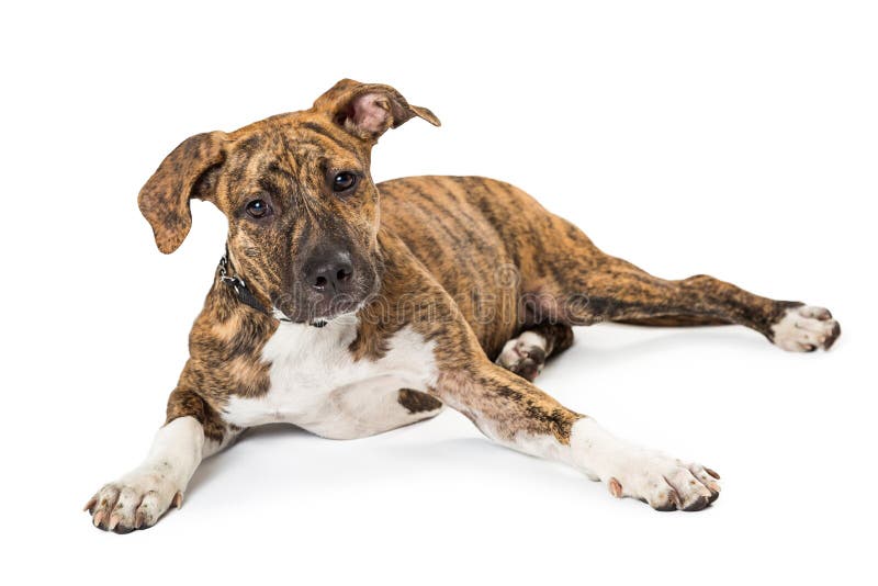 Brindle Boxer Dog Looking Forward Stock Photo - Image of white, brindle ...