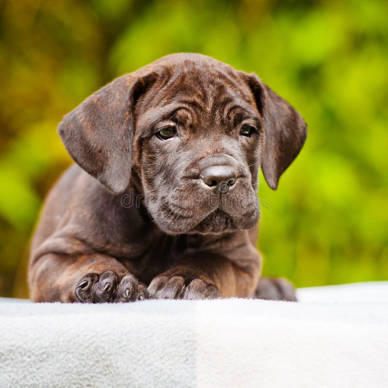Ridgeback puppy stock image. Image of heads, hounds, breed - 1229309