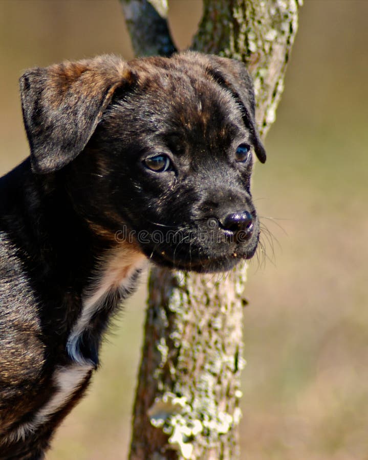 Brindle Puppy Portrait stock photo. Image of brindle - 221090648