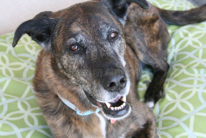 Brindle Shepherd on Green Dog Bed Stock Image - Image of shepherd ...