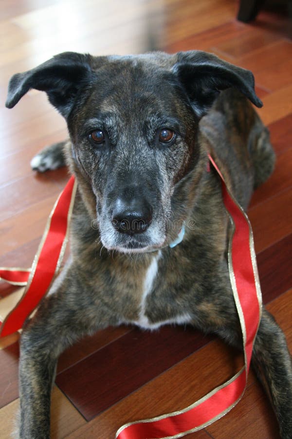 Brindle Shepherd with Red and Gold Ribbon Stock Image - Image of canine ...