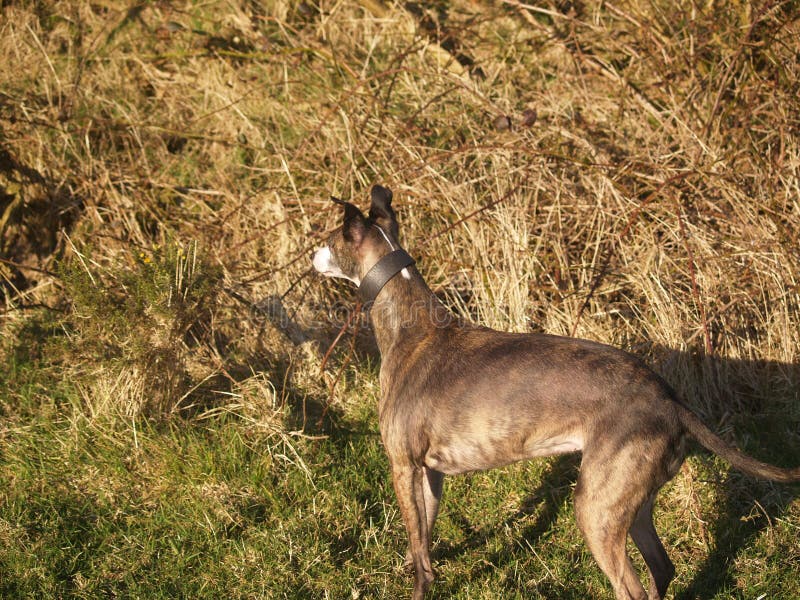 Brindle Whippet Terrier Mixed Breed Dog Portrait Stock Photo - Image of ...