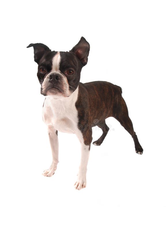 Brindle and White Boston Terrier Stading Stock Image - Image of friend ...