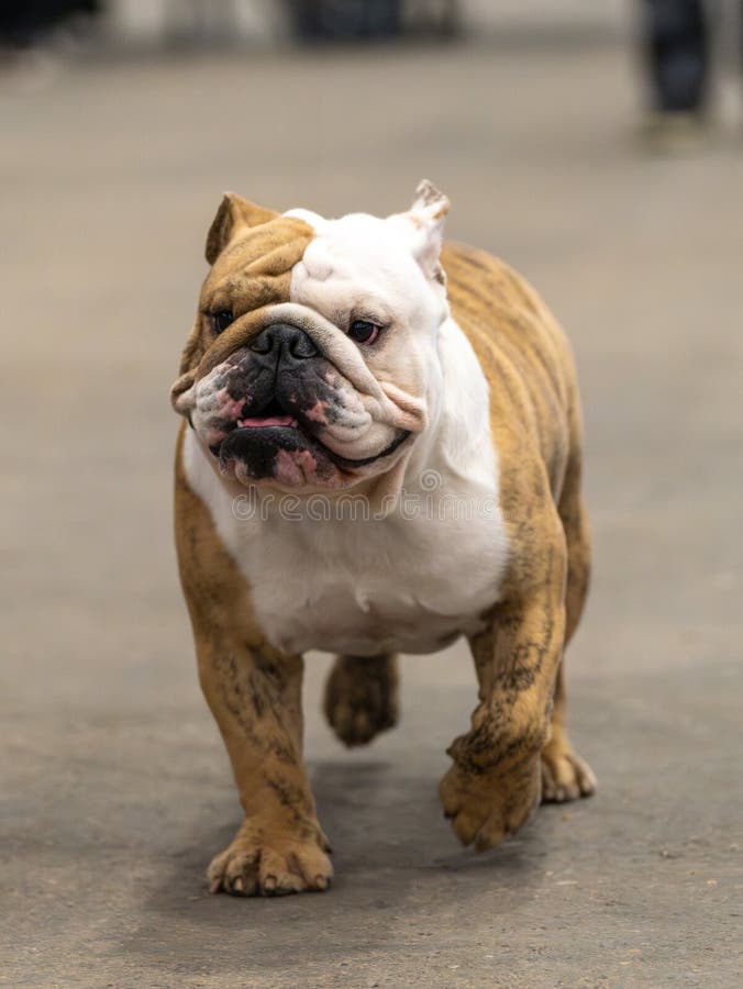 Brindle and White Bulldog Walking Stock Image - Image of family ...