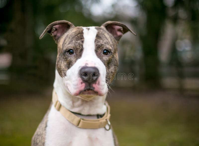 A Brindle and White Pit Bull Terrier Mixed Breed Dog Stock Photo ...