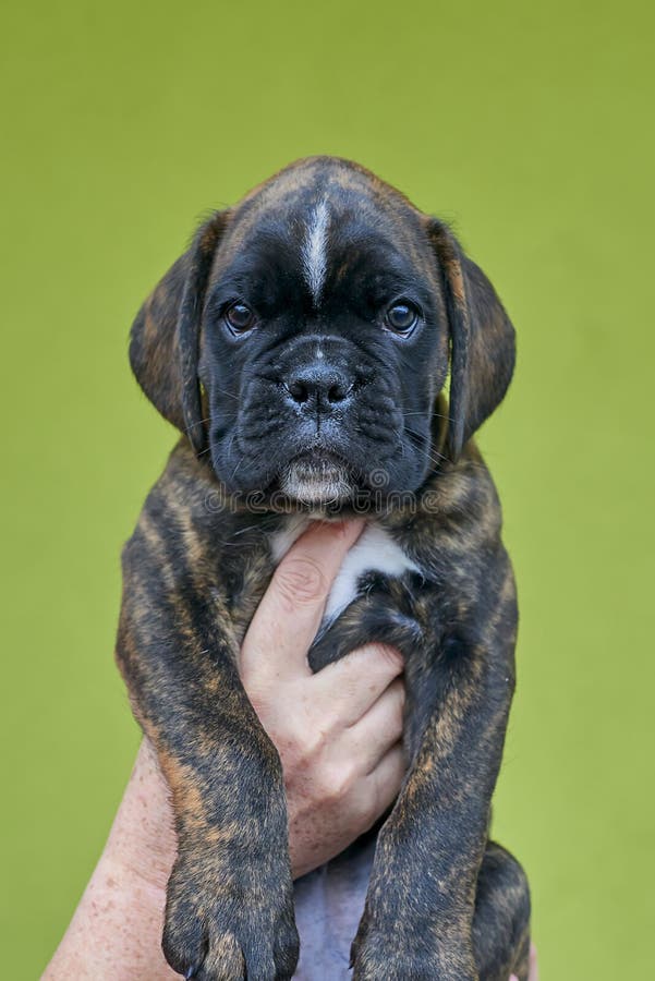 111 Newborn Boxer Puppy Stock Photos - Free & Royalty-Free Stock Photos ...