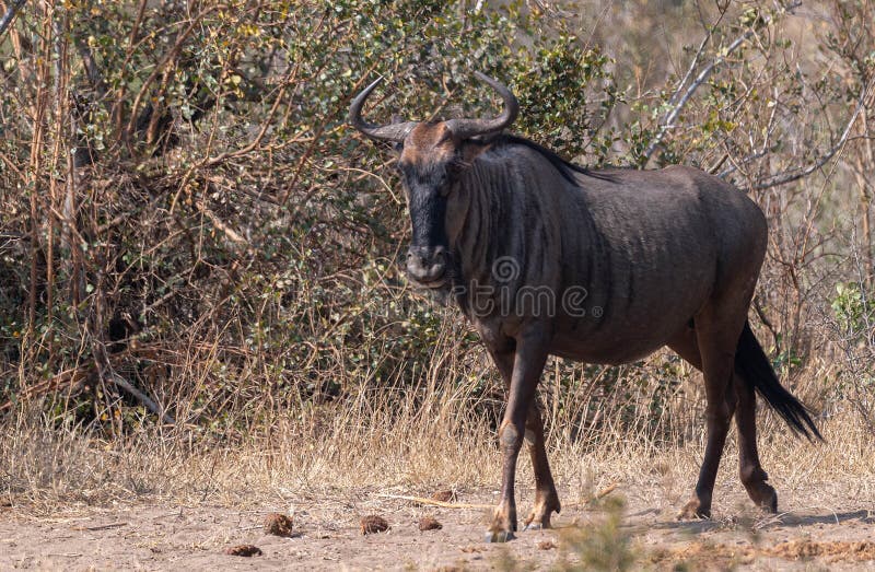 Brindled Gnu (Connochaetes Taurinus) in the Kruger Stock Image - Image ...
