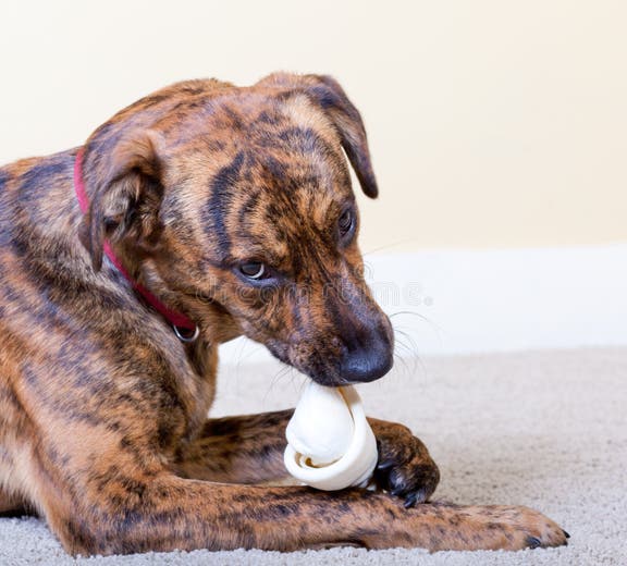Brindled hound with a bone stock image. Image of creature - 21614739