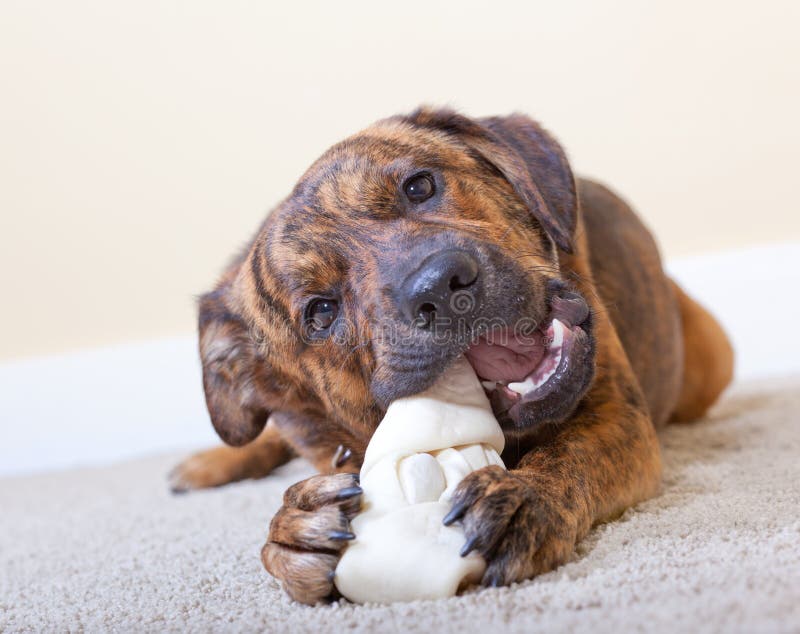 Boxer Dog stock image. Image of head, bone, chew, boxer - 17096125
