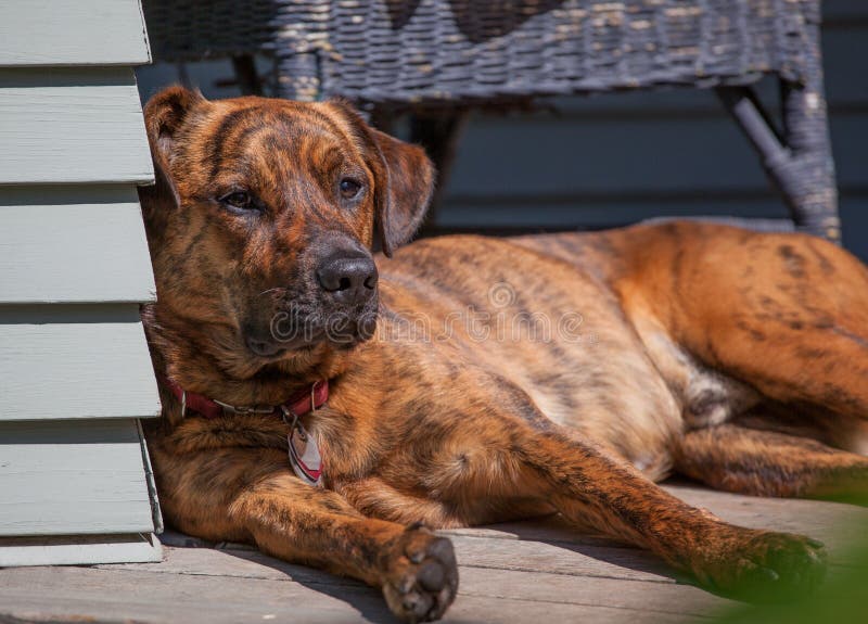 Brindled Cat Laying on Floor Stock Image - Image of floor, brindled ...