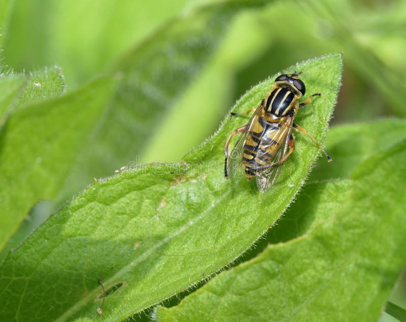 Hoverfly or Sunfly - Helophilus Pendulus Stock Image - Image of eyes ...