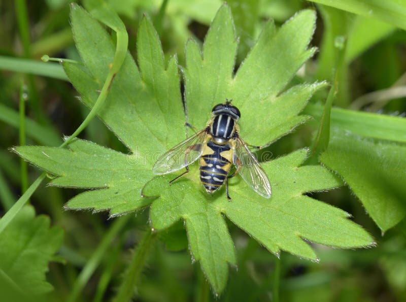 Hoverfly or Sunfly - Helophilus Pendulus Stock Image - Image of eyes ...