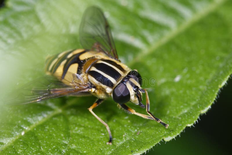 Brindled Hoverfly or Sunfly Stock Photo - Image of gloucestershire ...