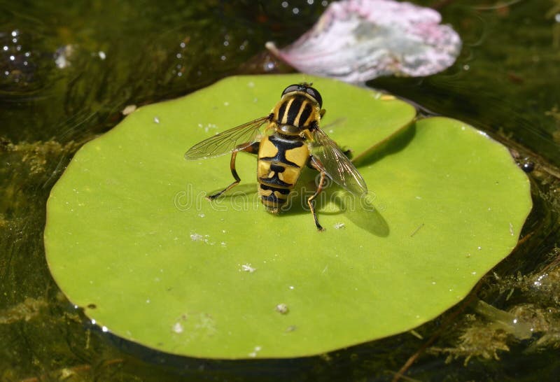 Hoverfly or Sunfly - Helophilus Pendulus Stock Image - Image of eyes ...