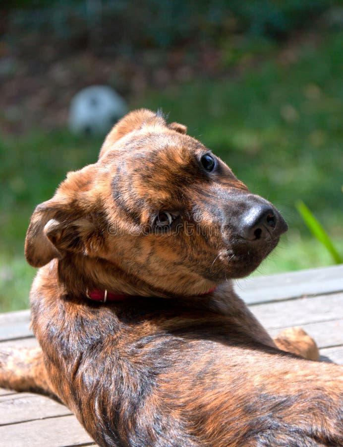 Brindled Plott hound puppy stock photo. Image of look - 20000294