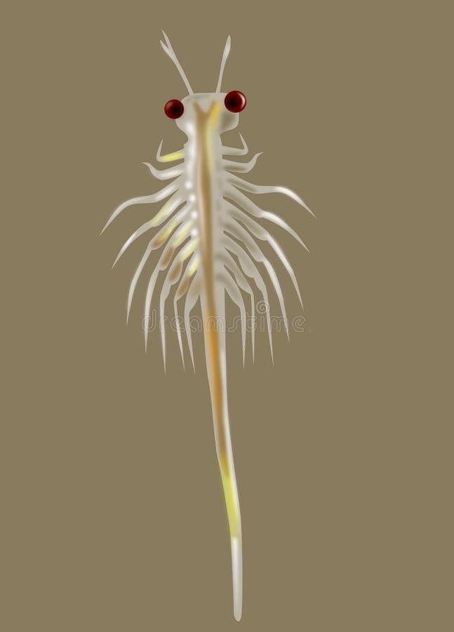 Shark illustration stock vector. Illustration of predator - 2535046