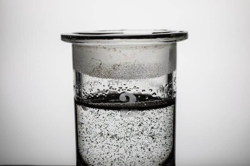 Brine Shrimp Eggs Float in the Water Stock Photo - Image of experiment ...