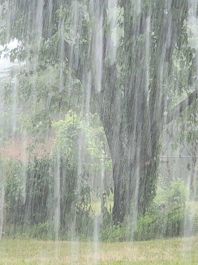 Bring on the rain stock photo. Image of plant, tree - 229569370