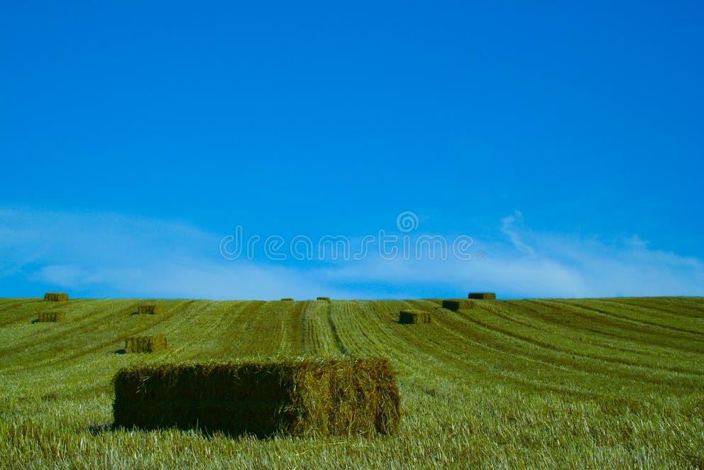 Bring in the straw stock photo. Image of blue, kernel, cereals - 983480